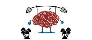 My Experience On The Paul Stamets Microdosing Stack | James W. Jesso